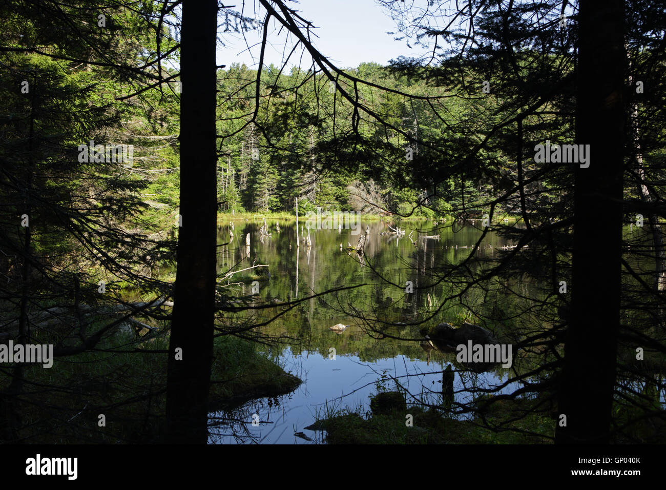 Floating through green nature hi-res stock photography and images - Alamy