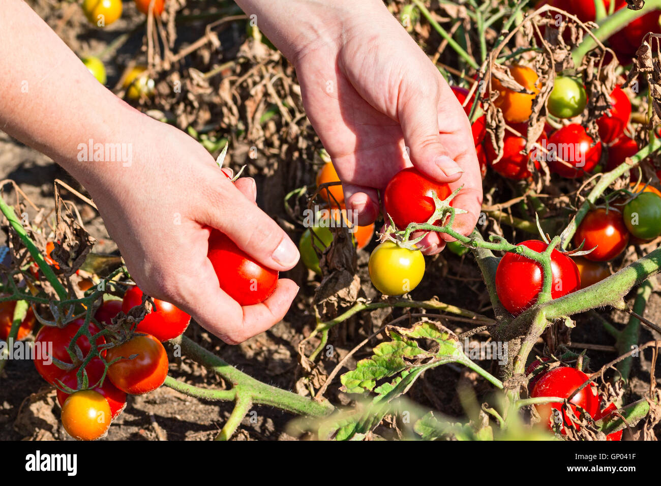 hands that collect tomatoes Stock Photo - Alamy