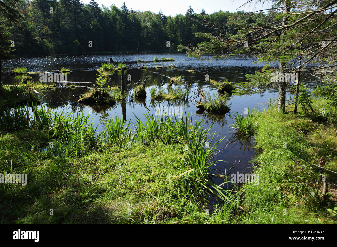 Beaver pond and wetlands in the Green Mountains of Southern Vermont ...