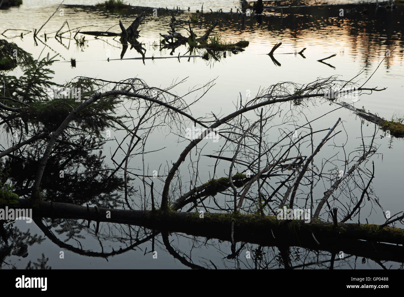 Silhouettes of floating logs on a beaver pond in the Green Mountains of ...