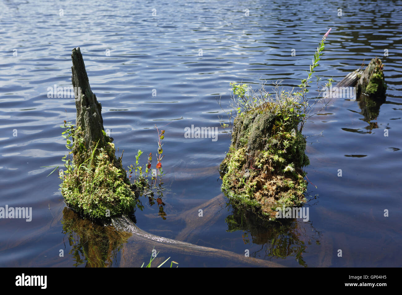 Floating pond plants hi-res stock photography and images - Alamy