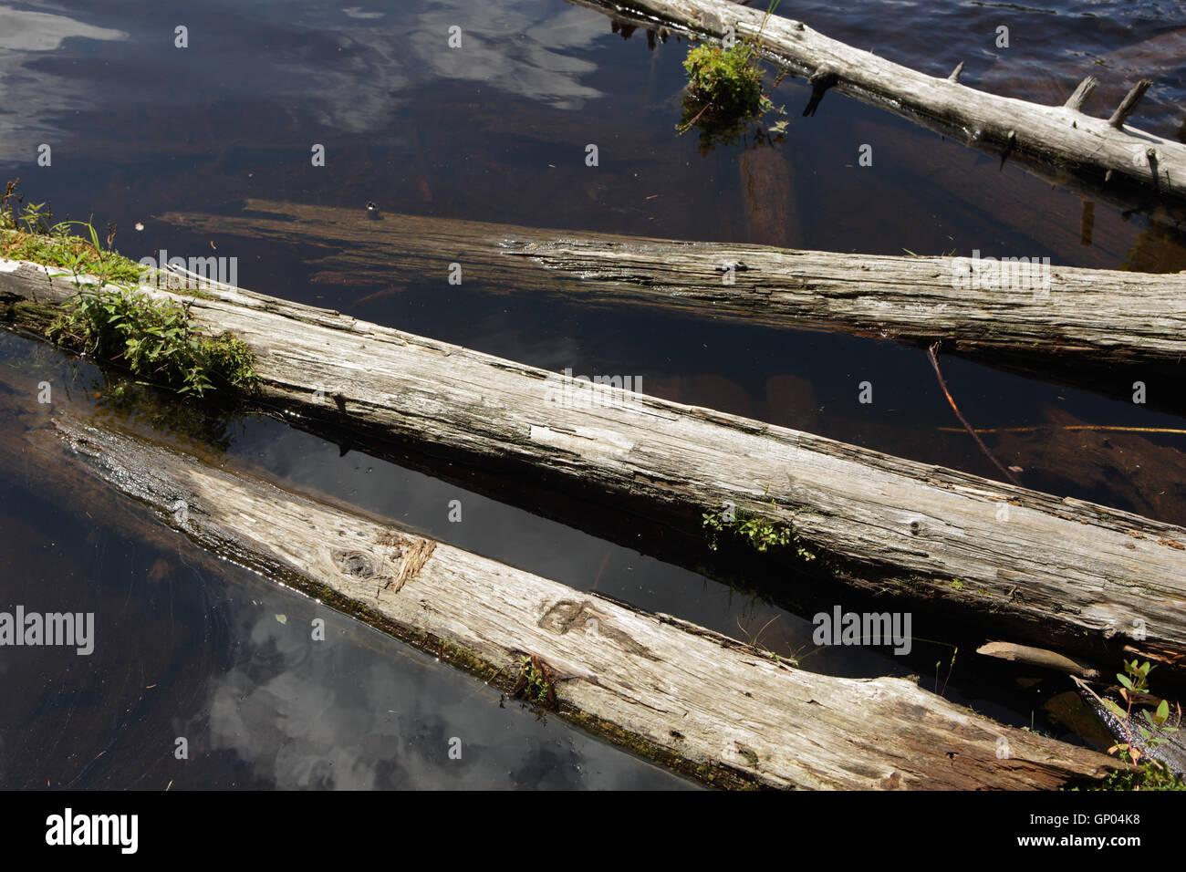 Old tree trunks floating on a beaver pond in the Green Mountains of ...