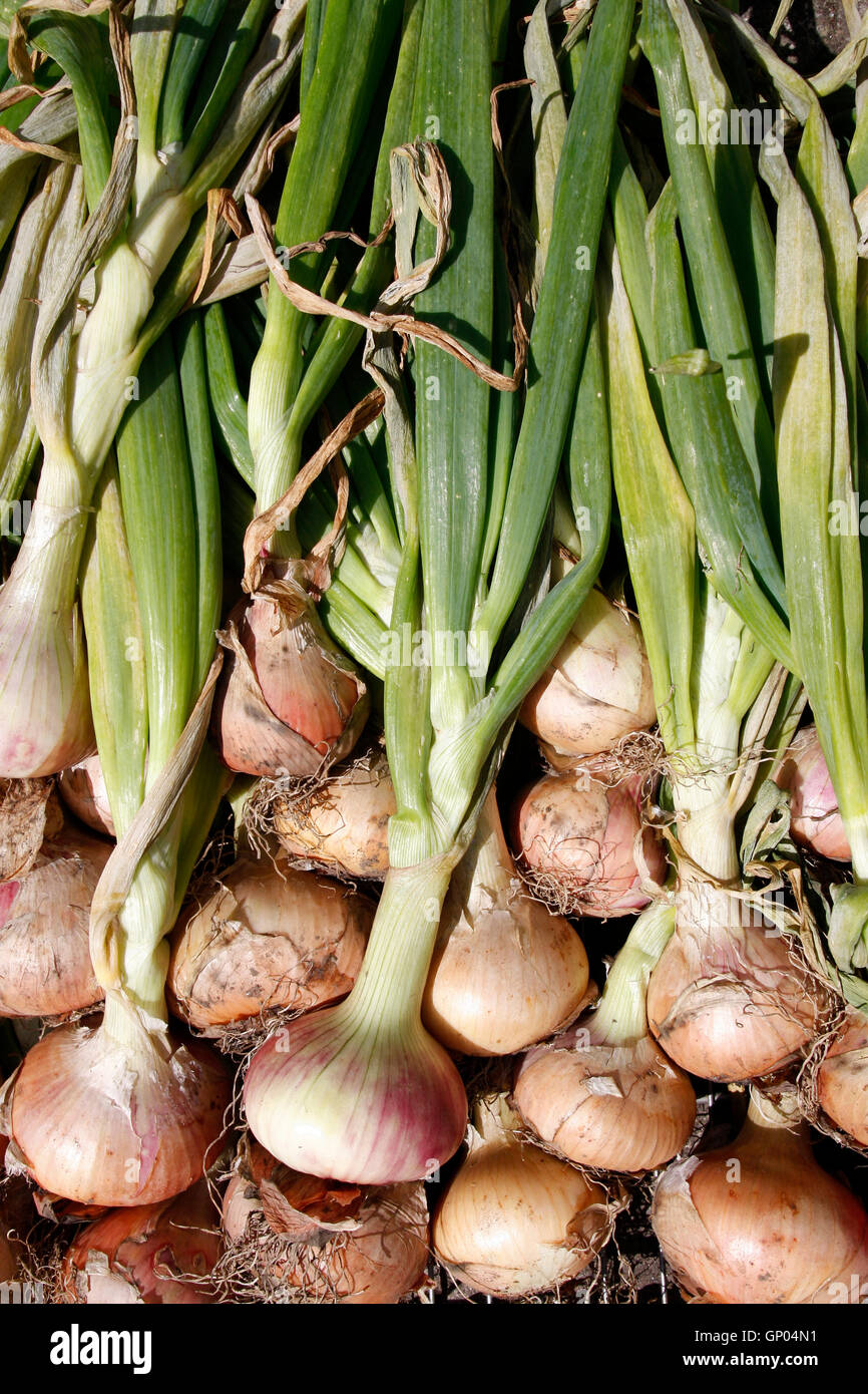 Allotment grown organic onions drying in the sun Stock Photo - Alamy