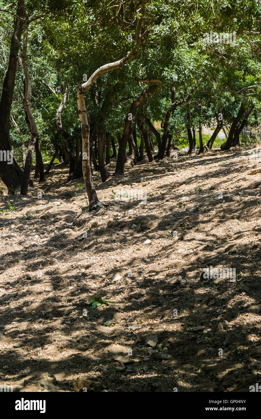 Kara tree hi-res stock photography and images - Alamy