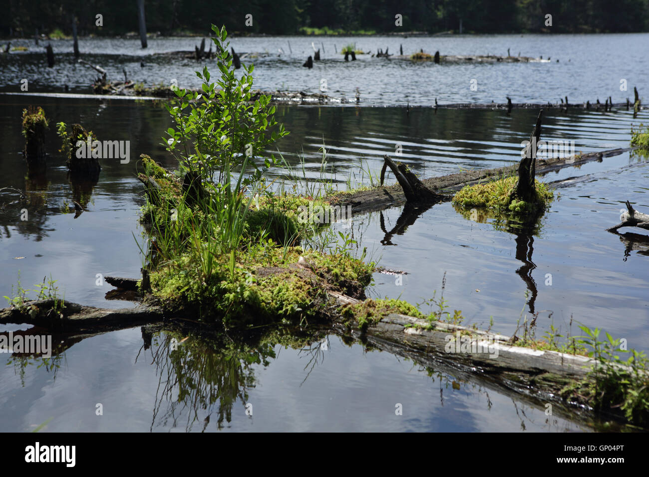 Beaver pond and wetlands in the Green Mountains of Southern Vermont ...