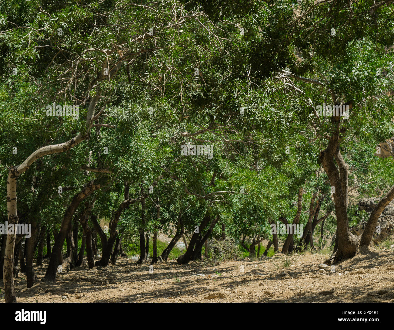 tree tree tree Stock Photo - Alamy