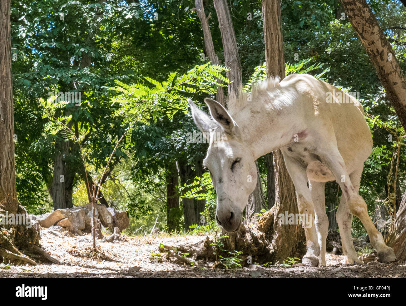 White mule hi-res stock photography and images - Alamy