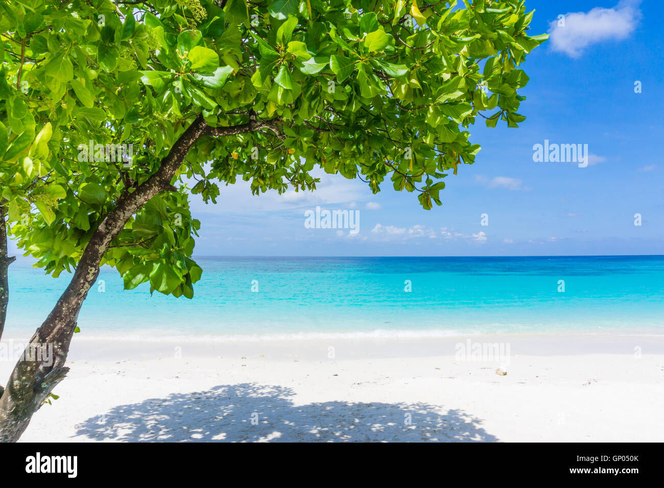Green tree on white sand beach blue sky. Tropical beach in Lipe Satun ...