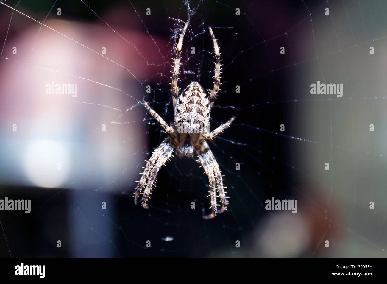 Spider on a spider web. Macro photo Stock Photo - Alamy