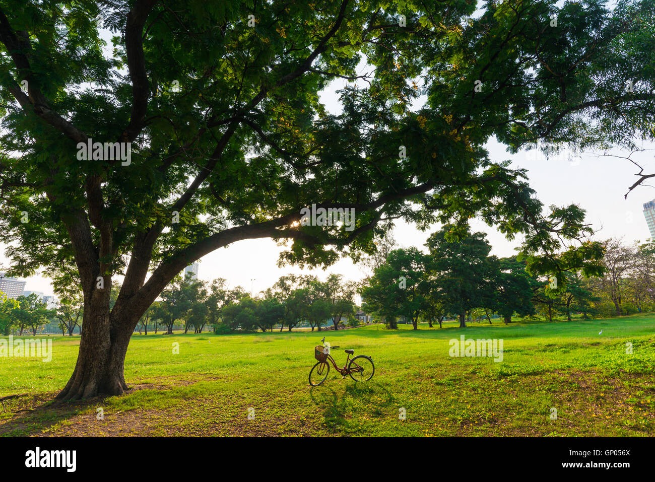 Red bicycle on green grass under big tree with sun light Stock Photo ...