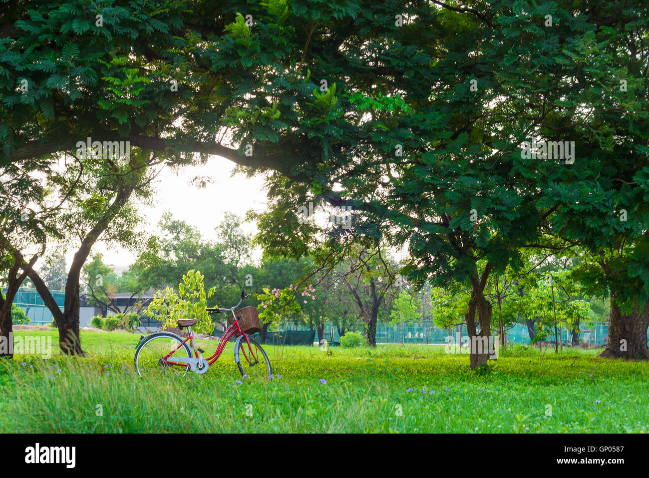 Red bicycle on green grass under big tree with sun light Stock Photo ...