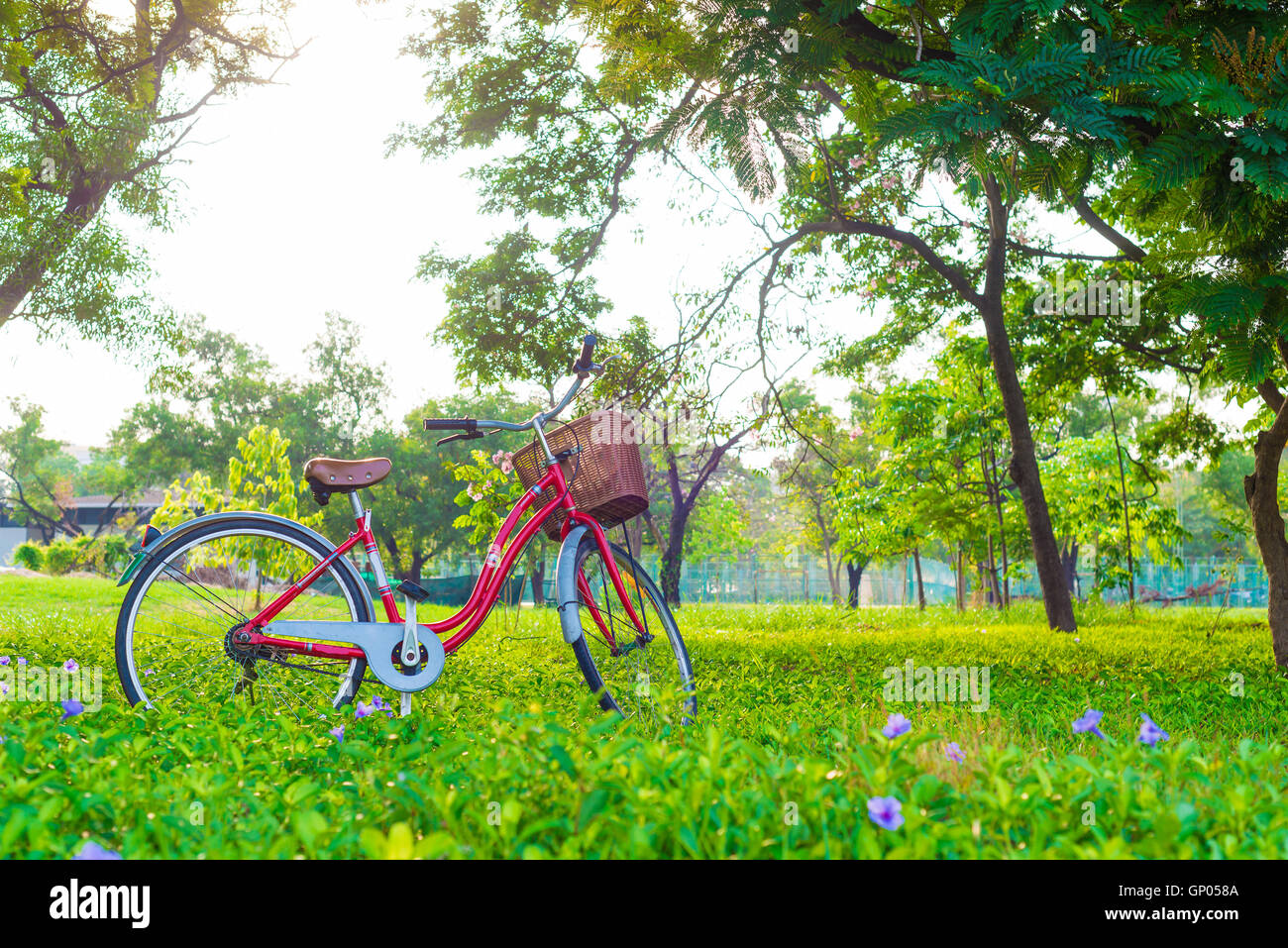 Red bicycle on green grass under big tree with sun light Stock Photo ...