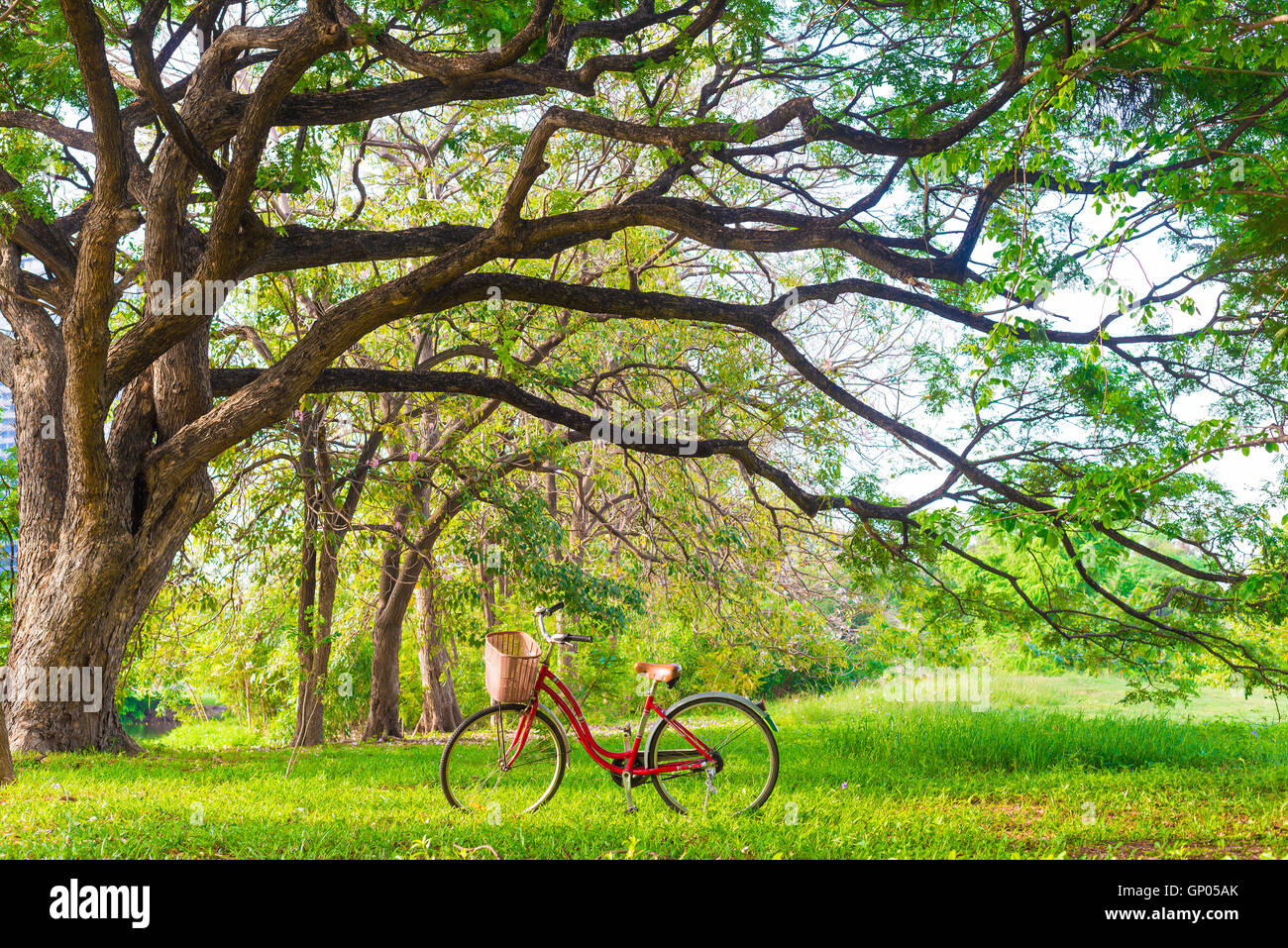 Red bicycle on green grass under big tree with sun light Stock Photo ...