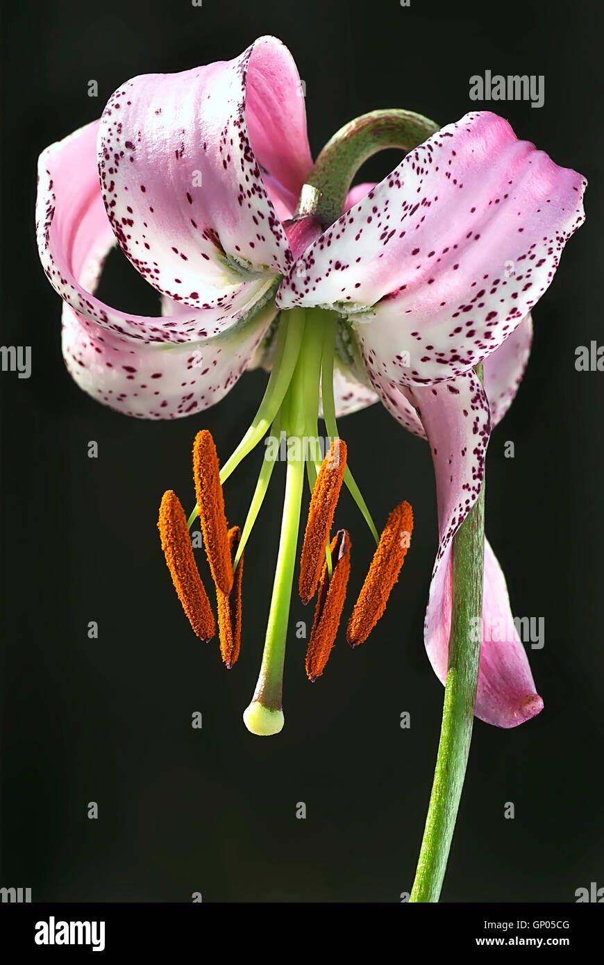 Lilium lankongense hi-res stock photography and images - Alamy