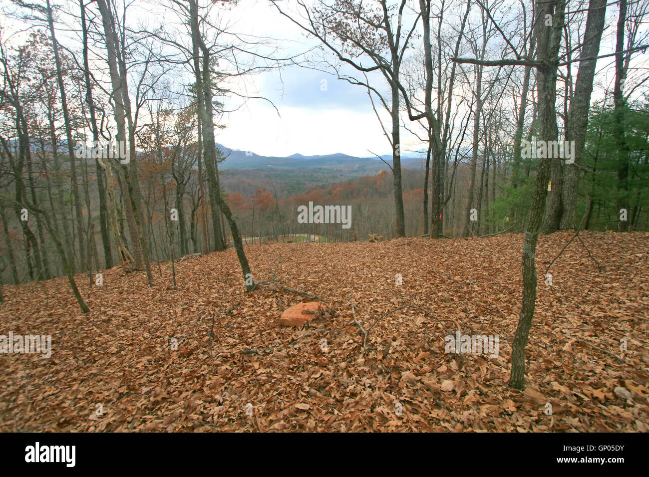 A forest with leaves on the ground in the fall / autumn Stock Photo - Alamy