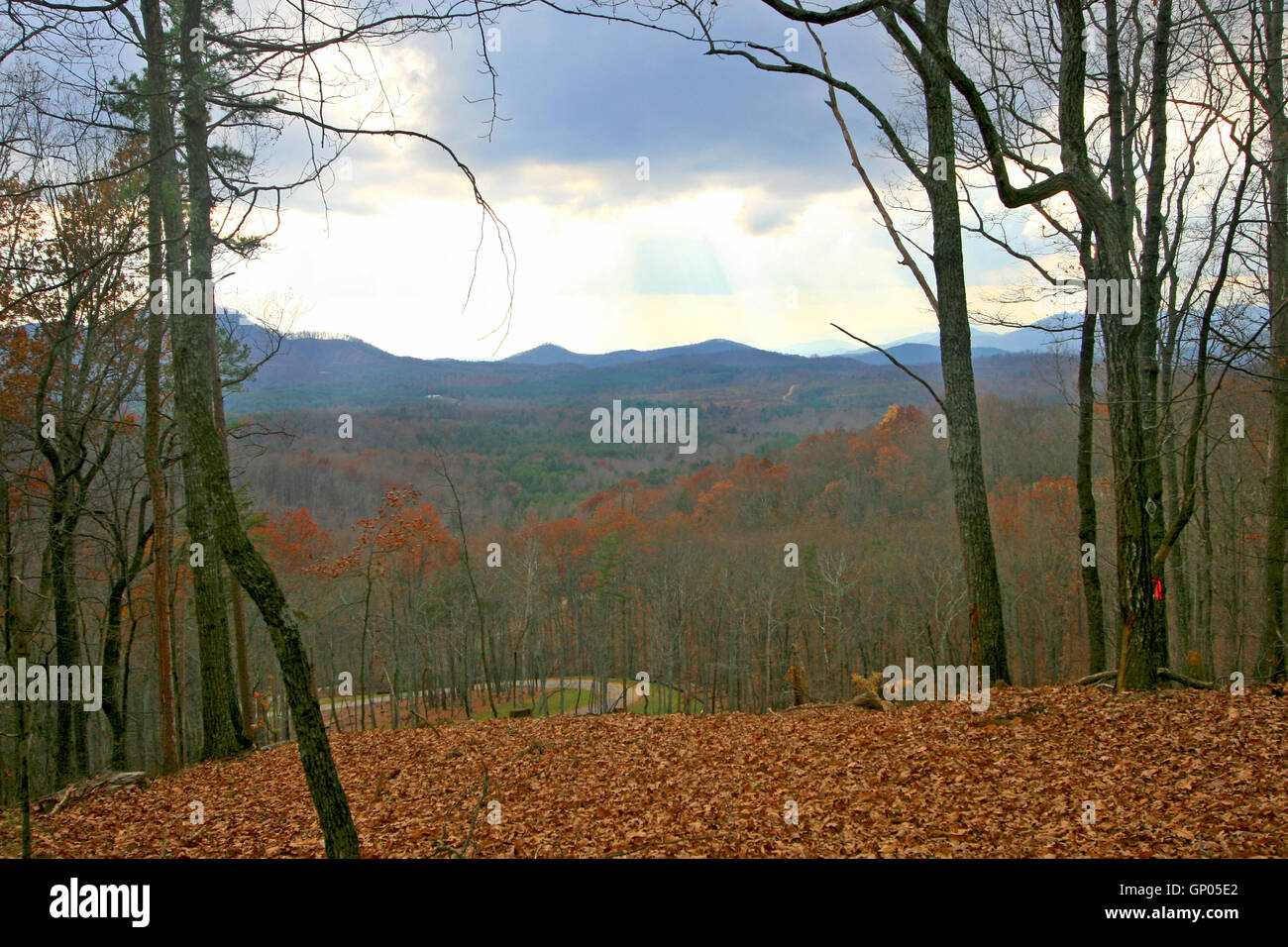 A forest with leaves on the ground in the fall / autumn Stock Photo - Alamy