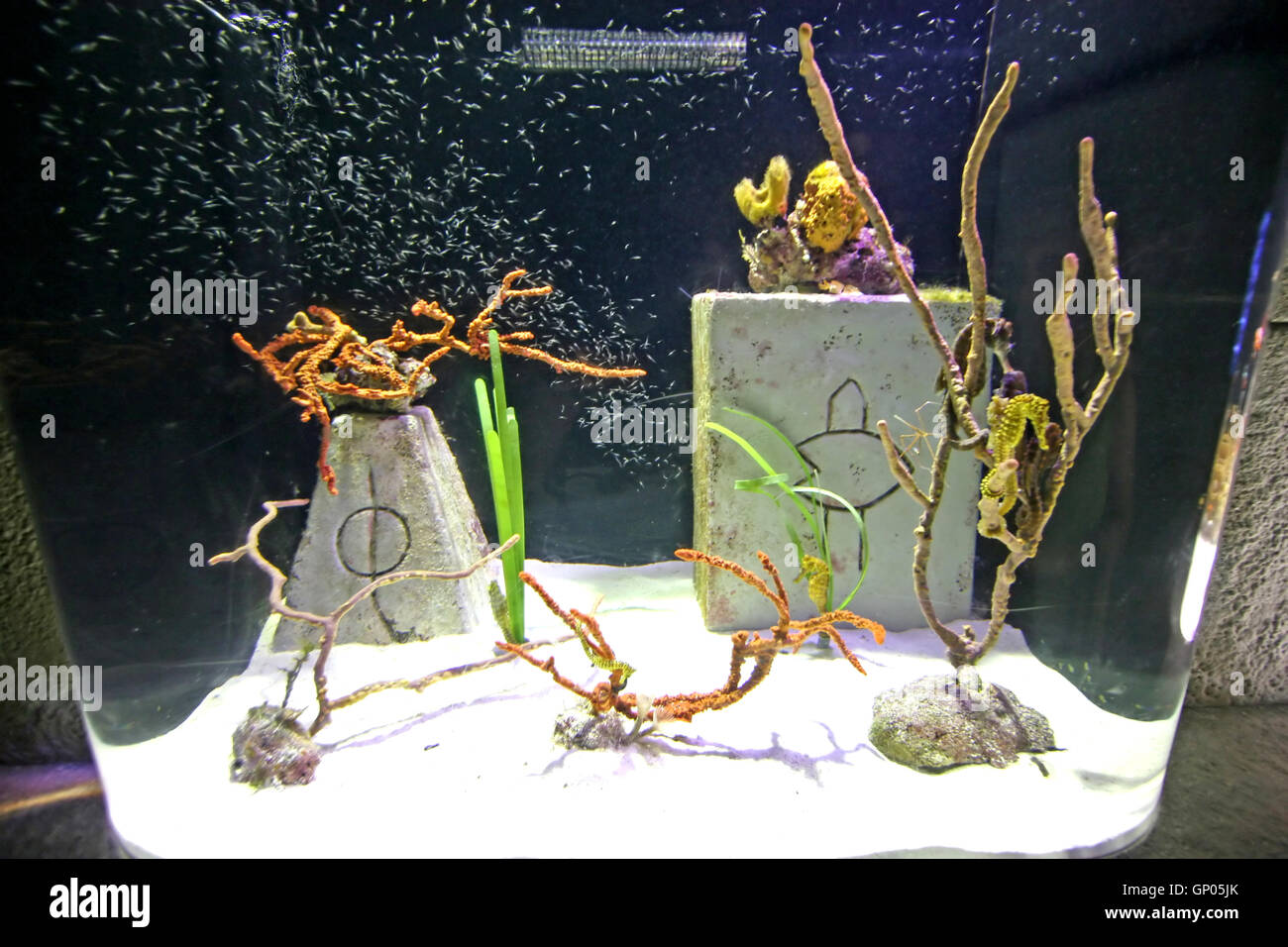 Tiny fish in tank hi-res stock photography and images - Alamy