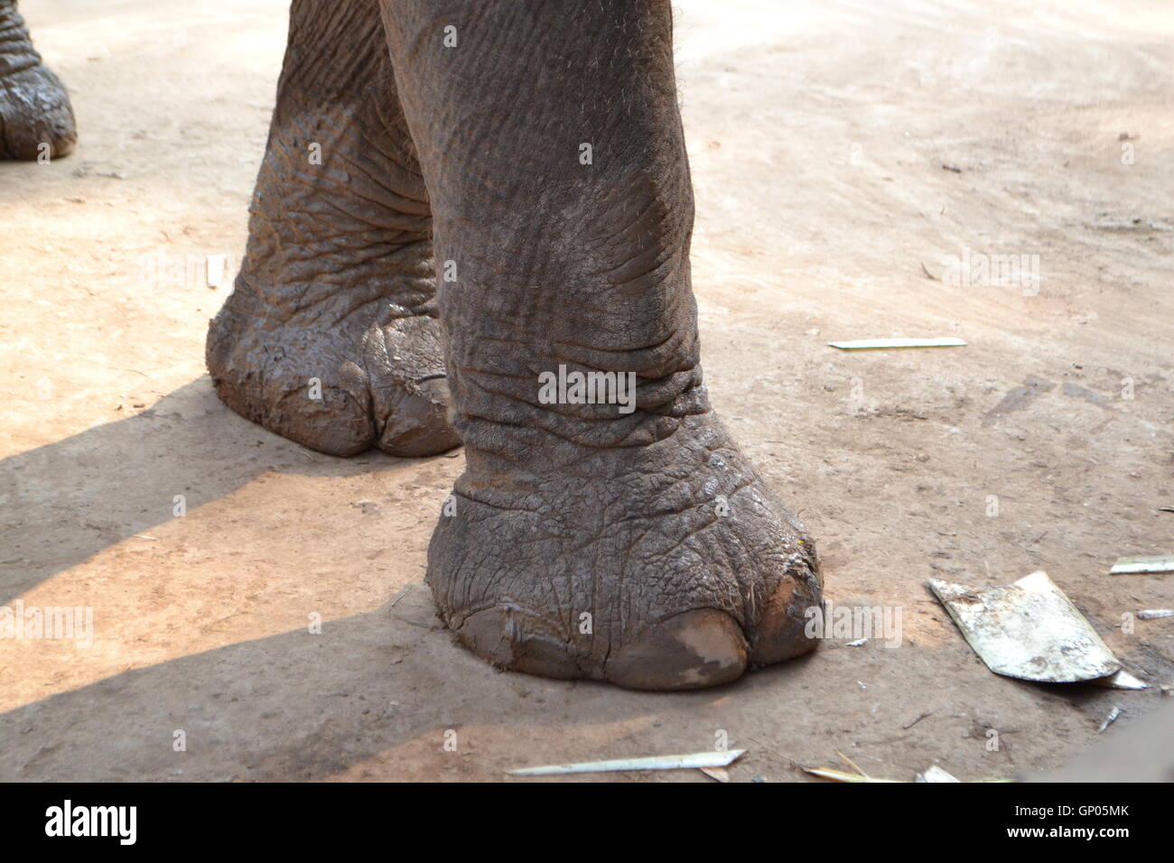 Asian elephant feet hi-res stock photography and images - Alamy