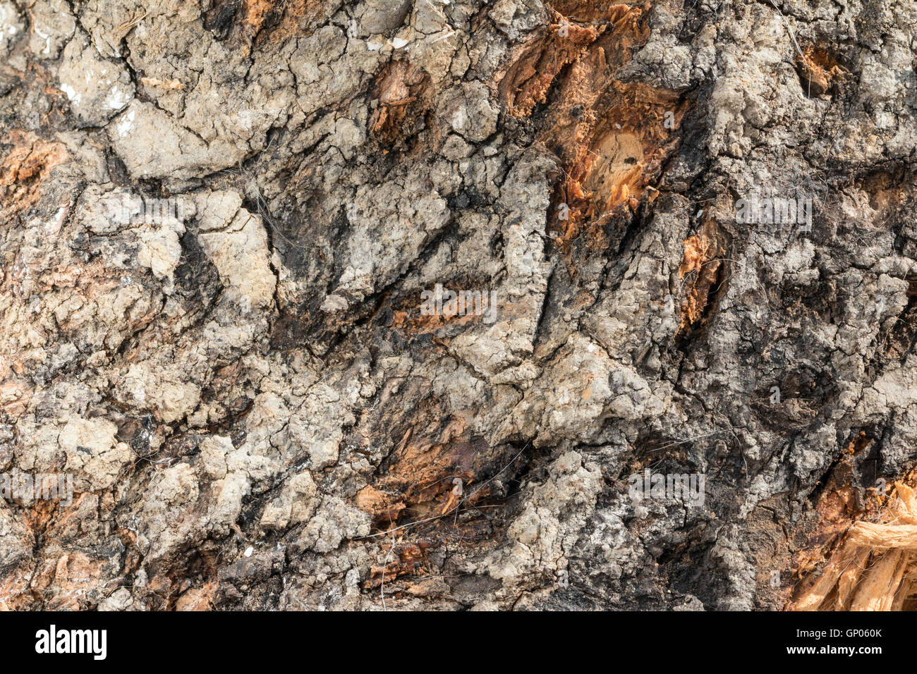 Grooved tree bark texture hi-res stock photography and images - Alamy