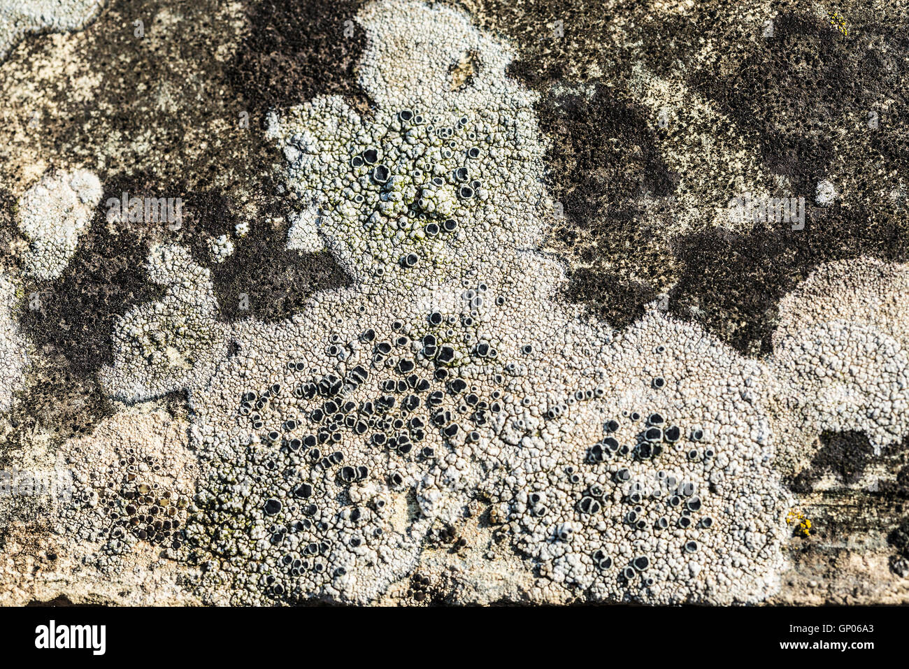 Stone with textured white moss as background Stock Photo - Alamy