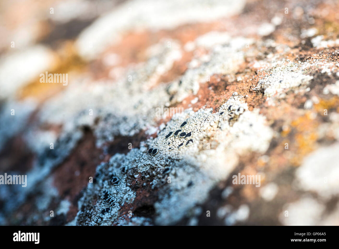 Stone with textured white moss as background Stock Photo - Alamy