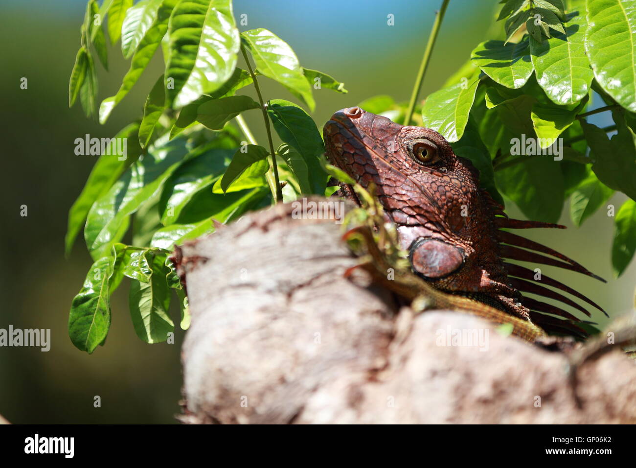 A male adult Green Iguana (Iguana iguana rhinolopha) in a tree in ...