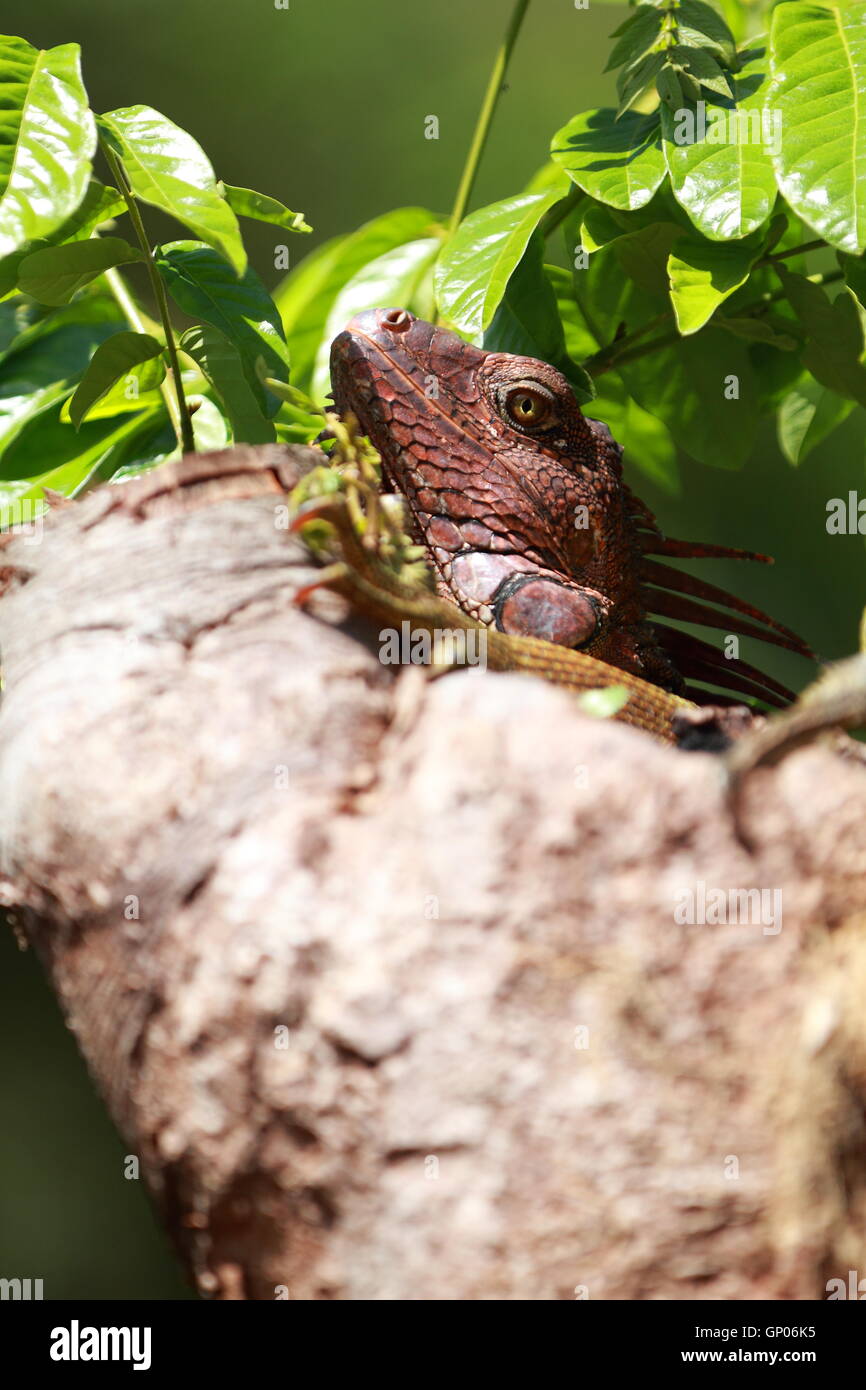 A male adult Green Iguana (Iguana iguana rhinolopha) in a tree in ...
