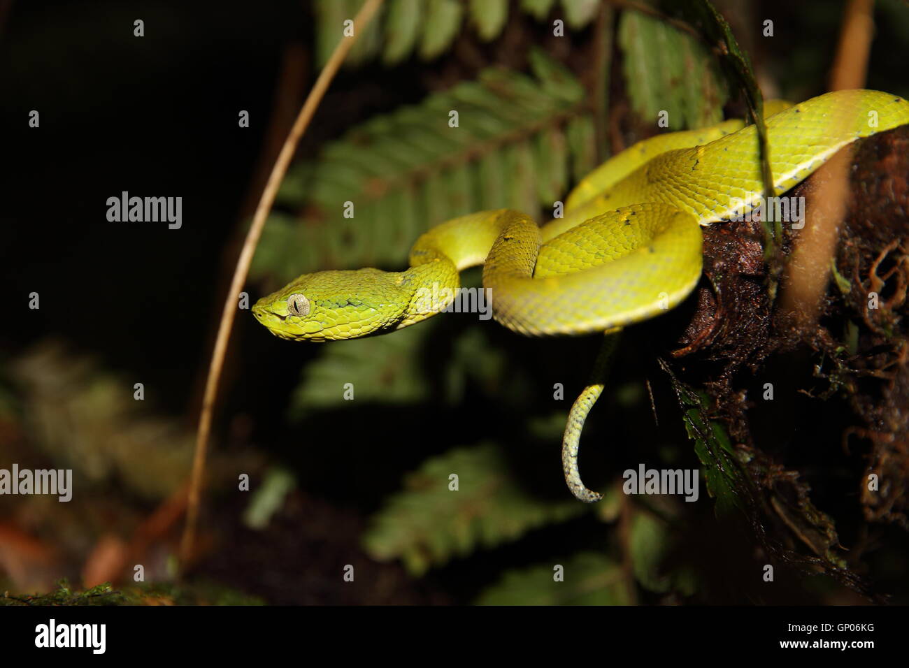 A Side Striped Palm Pit Viper (Bothriechis lateralis) awaiting prey ...