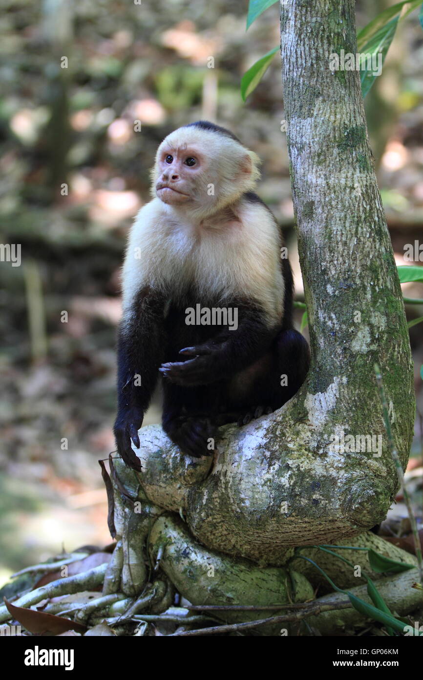 A white faced capuchin monkey (Cebus capucinus) in Manuel Antonio ...