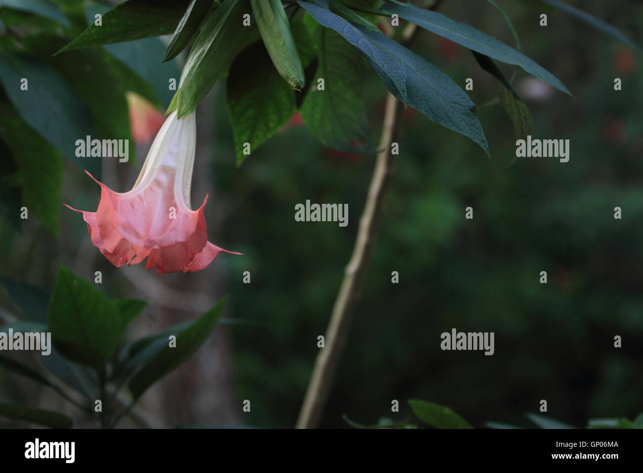 Pink angels trumpet hi-res stock photography and images - Alamy