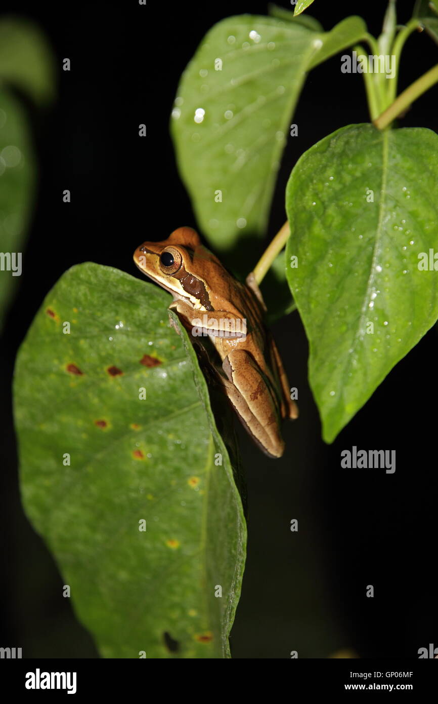 A Masked Tree Frog (Smilisca phaeota) on a leaf at night in Manuel ...