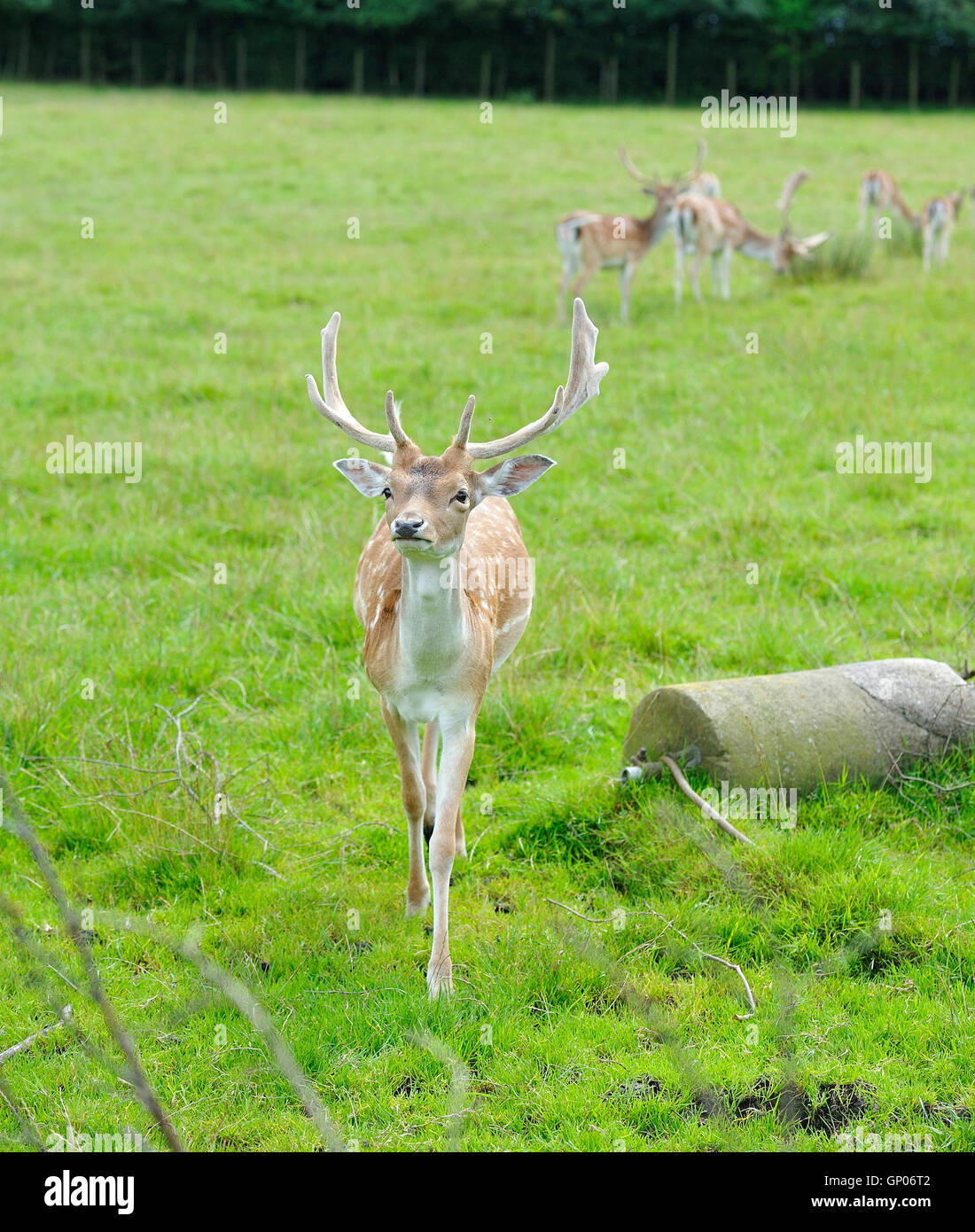 Buck Fallow Deer investigating the noise Stock Photo - Alamy