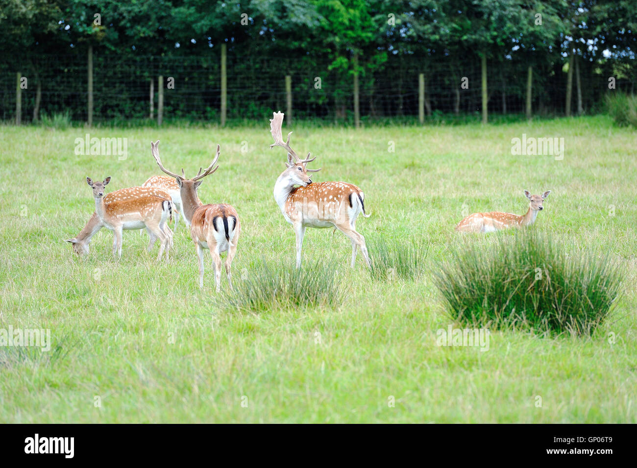 Doe Fallow Deer watching you Stock Photo - Alamy
