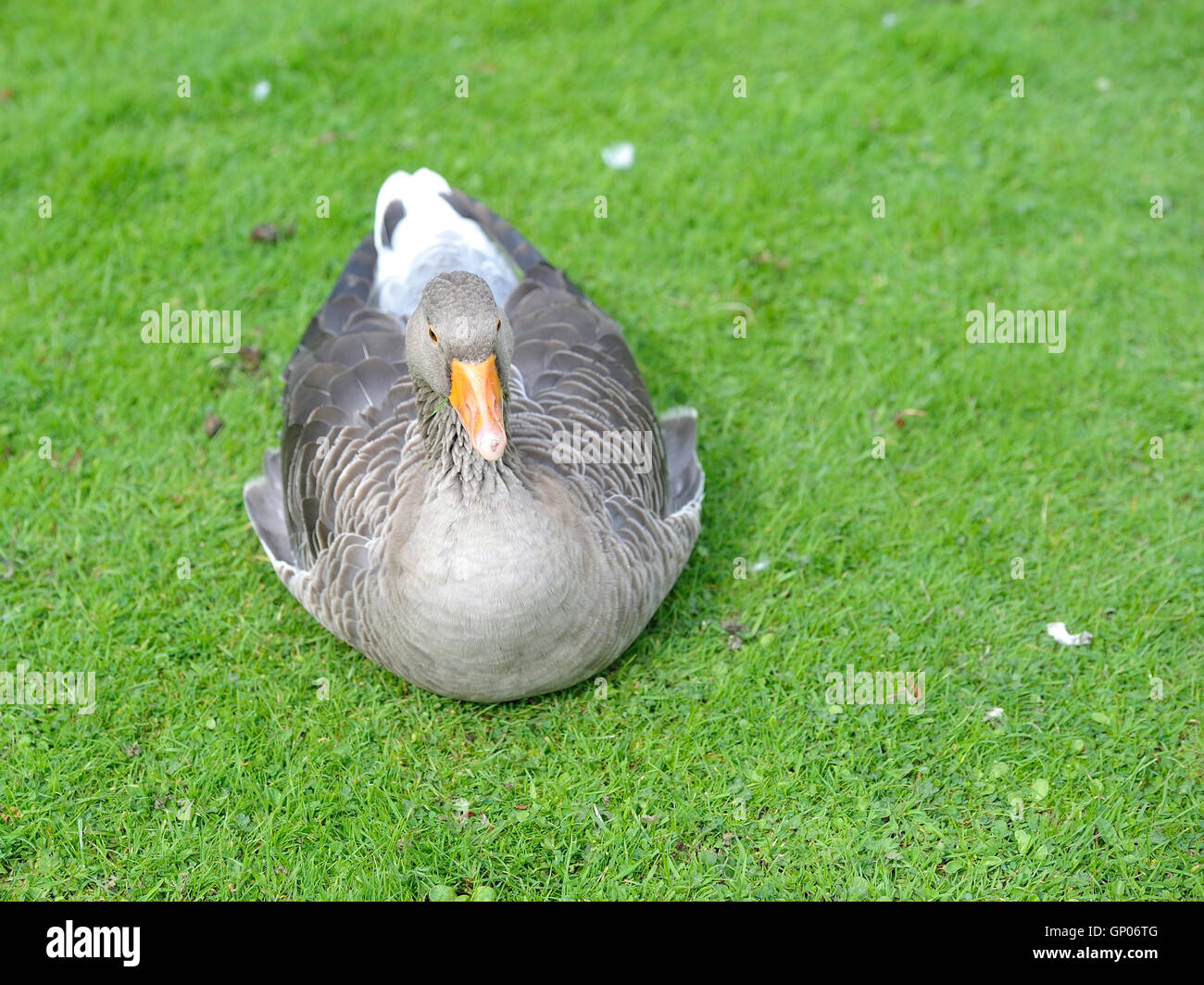 Greylag goose sitting on the lawn Stock Photo - Alamy