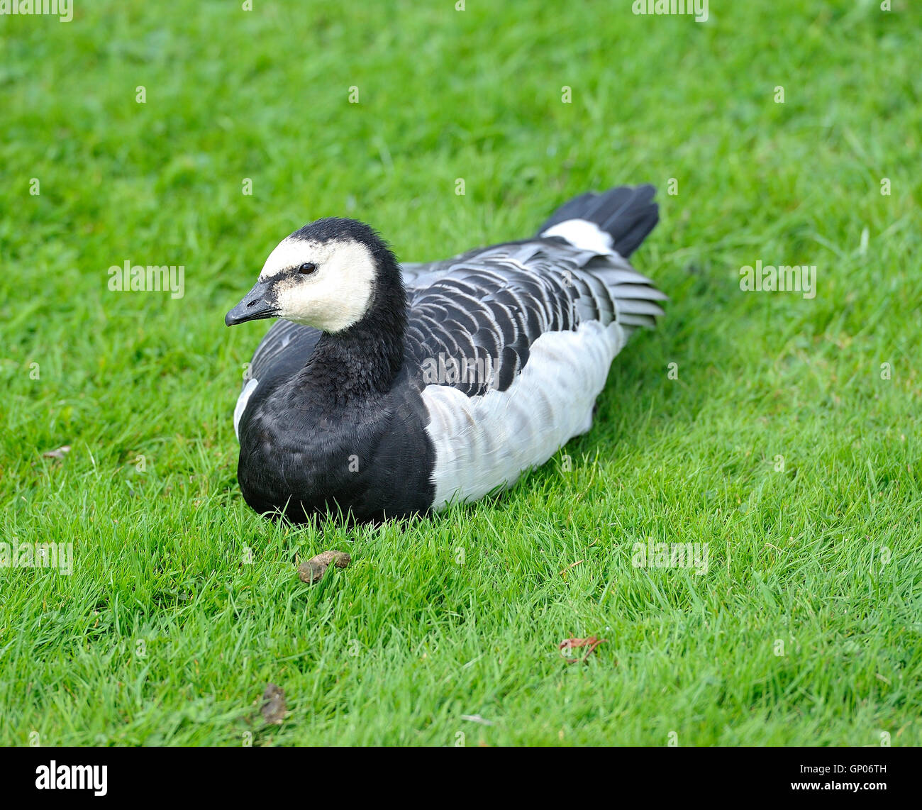 Barnacle Goose sitting on the lawn Stock Photo - Alamy