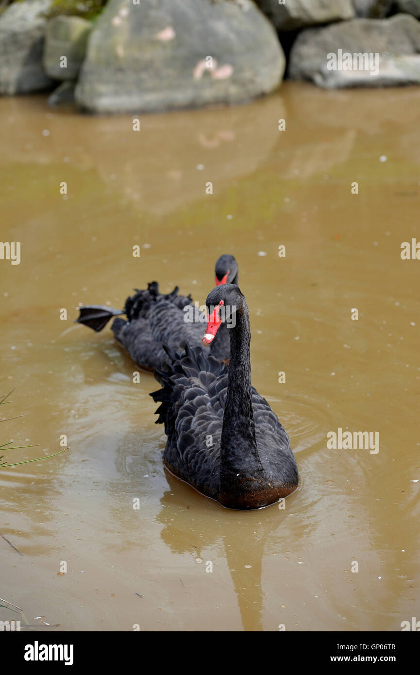 Pair black swans swimming hi-res stock photography and images - Alamy