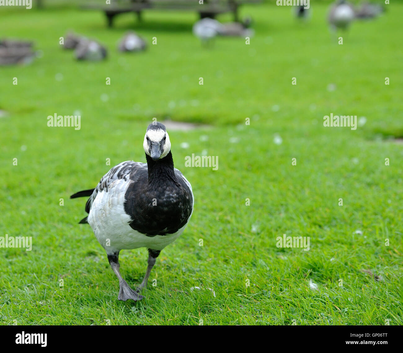 Barnacle Goose investigiating the noise Stock Photo - Alamy