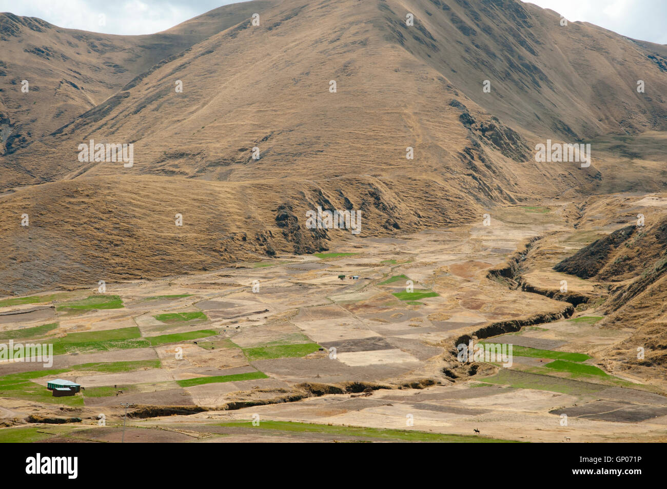 Plantation Fields - Peru Stock Photo - Alamy