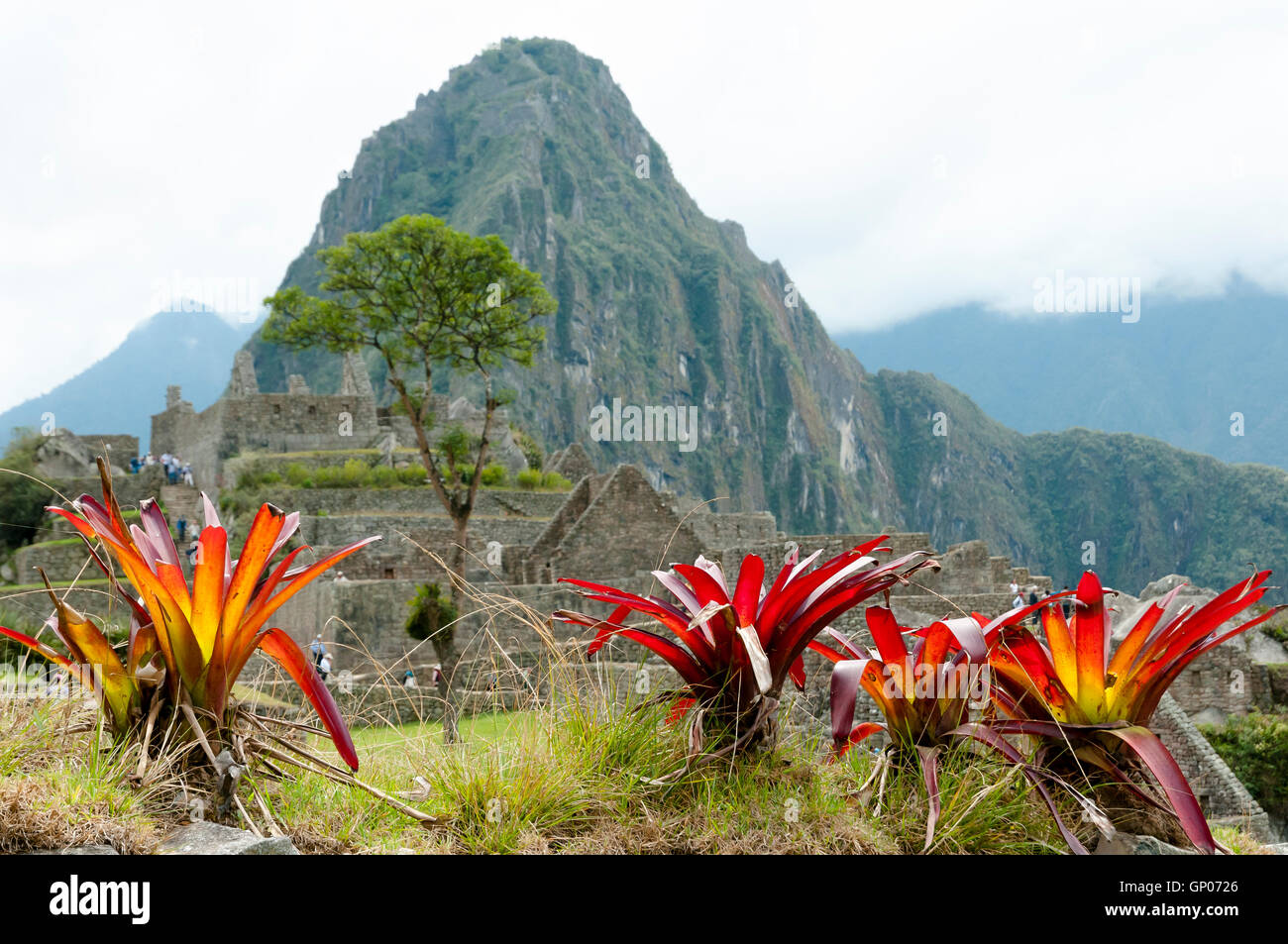 Bromeliad Plants in Machu Picchu - Peru Stock Photo - Alamy