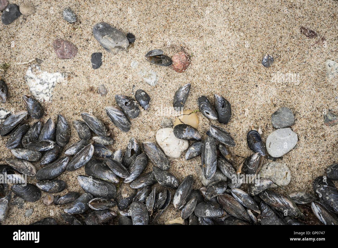 Colorful mussles hi-res stock photography and images - Alamy