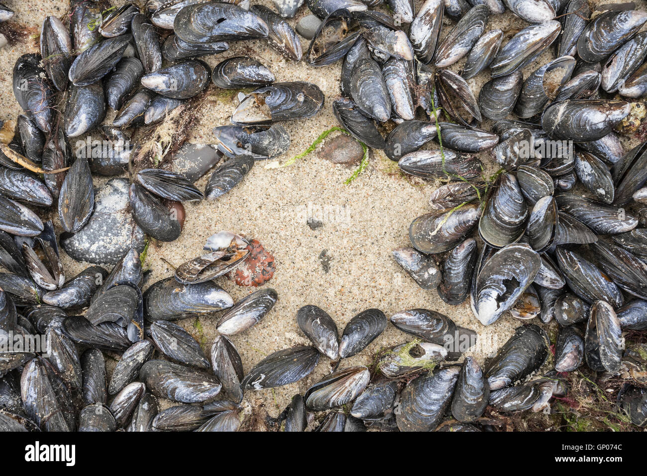 mussles on a beach Stock Photo - Alamy