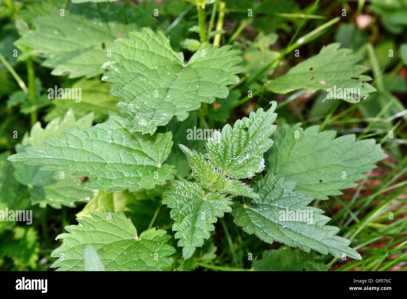 Nettle plant in the garden wild shown in the wild environment Stock ...