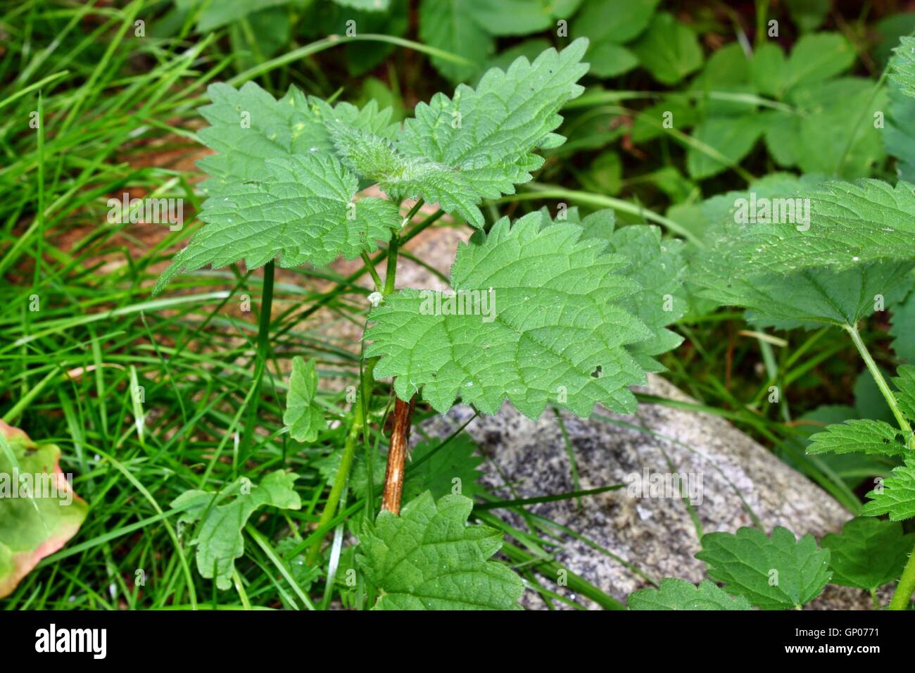 Nettle plant in the garden wild shown in the wild environment Stock ...