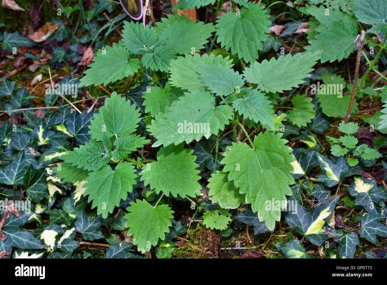 Nettle plant in the garden wild shown in the wild environment Stock ...