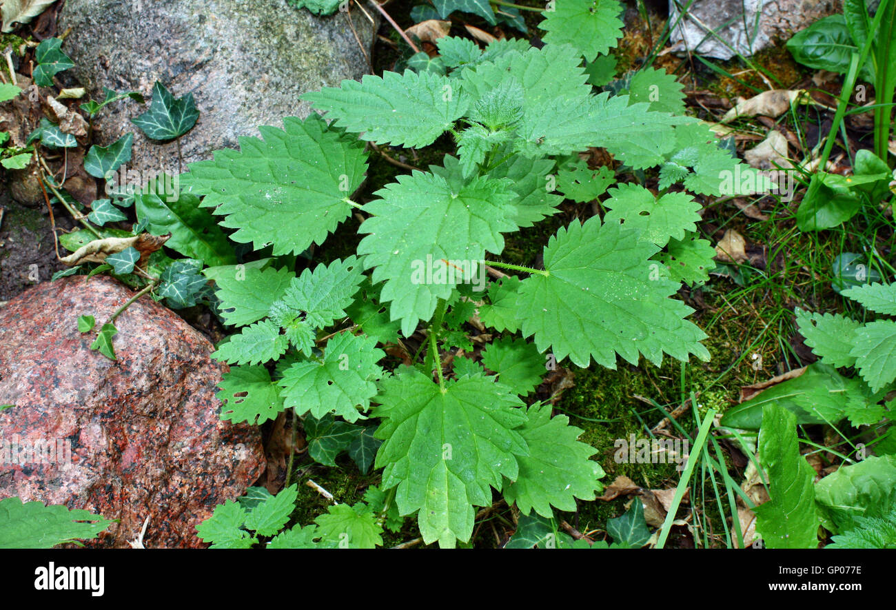 Nettle plant in the garden wild shown in the wild environment Stock ...