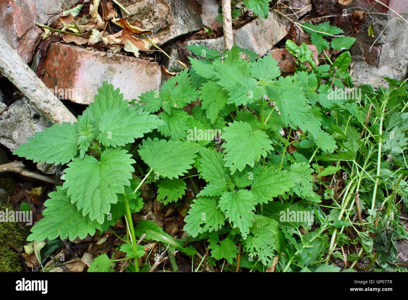 Nettle plant in the garden wild shown in the wild environment Stock ...