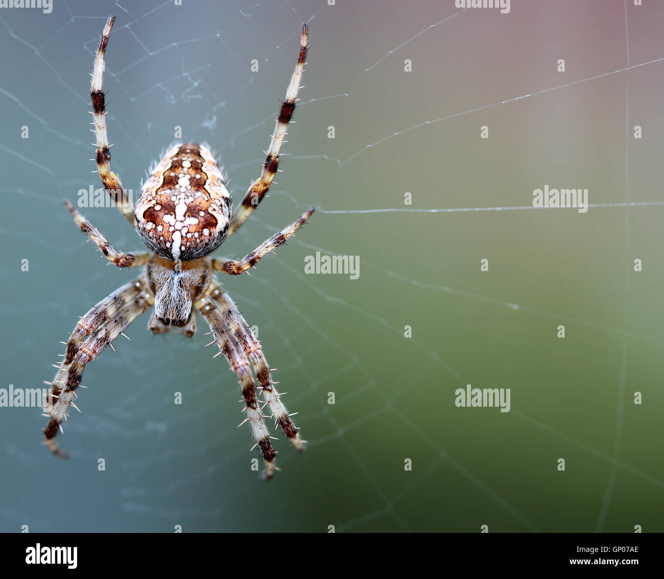 Garden Spider - Close and Detailed Stock Photo - Alamy