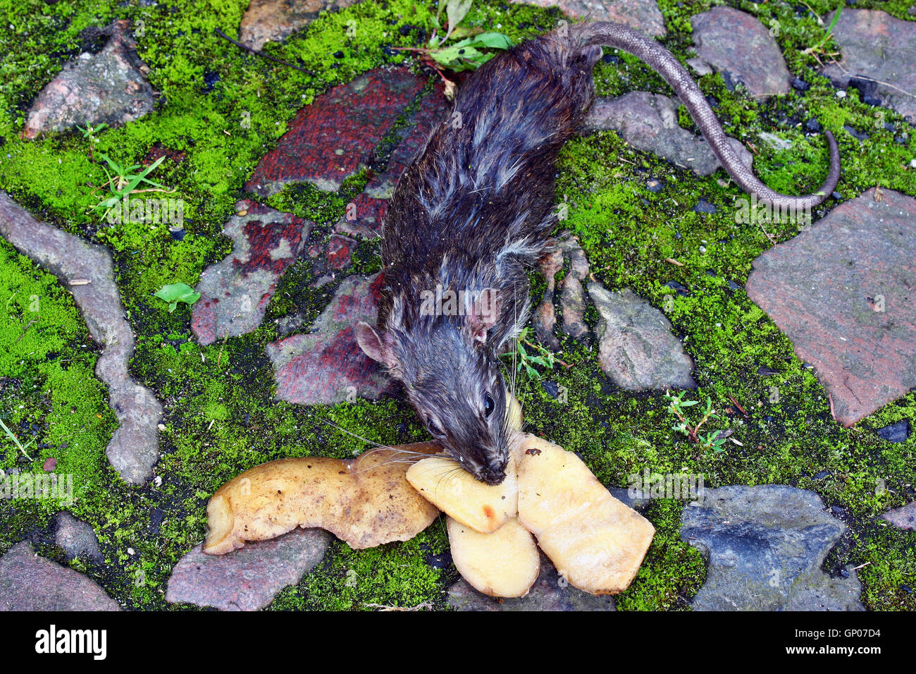 Poisoned rodent lying dead big rat and spilled peels the potatoes Stock ...