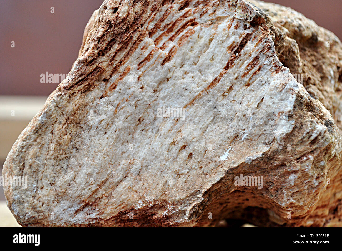 Limestone Coral Stock Photos & Limestone Coral Stock Images - Alamy