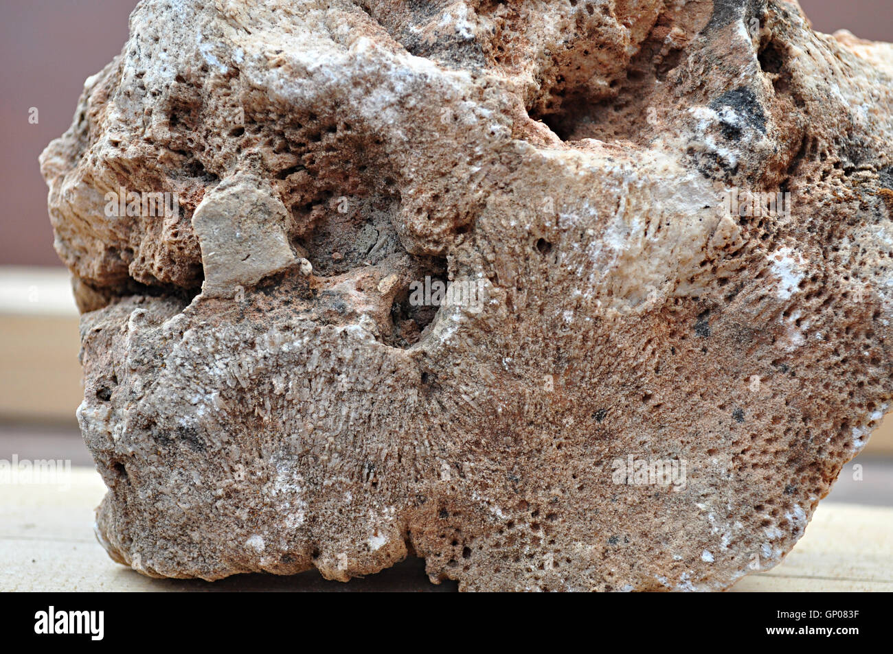fossils in limestone, 24 millions years old Stock Photo - Alamy